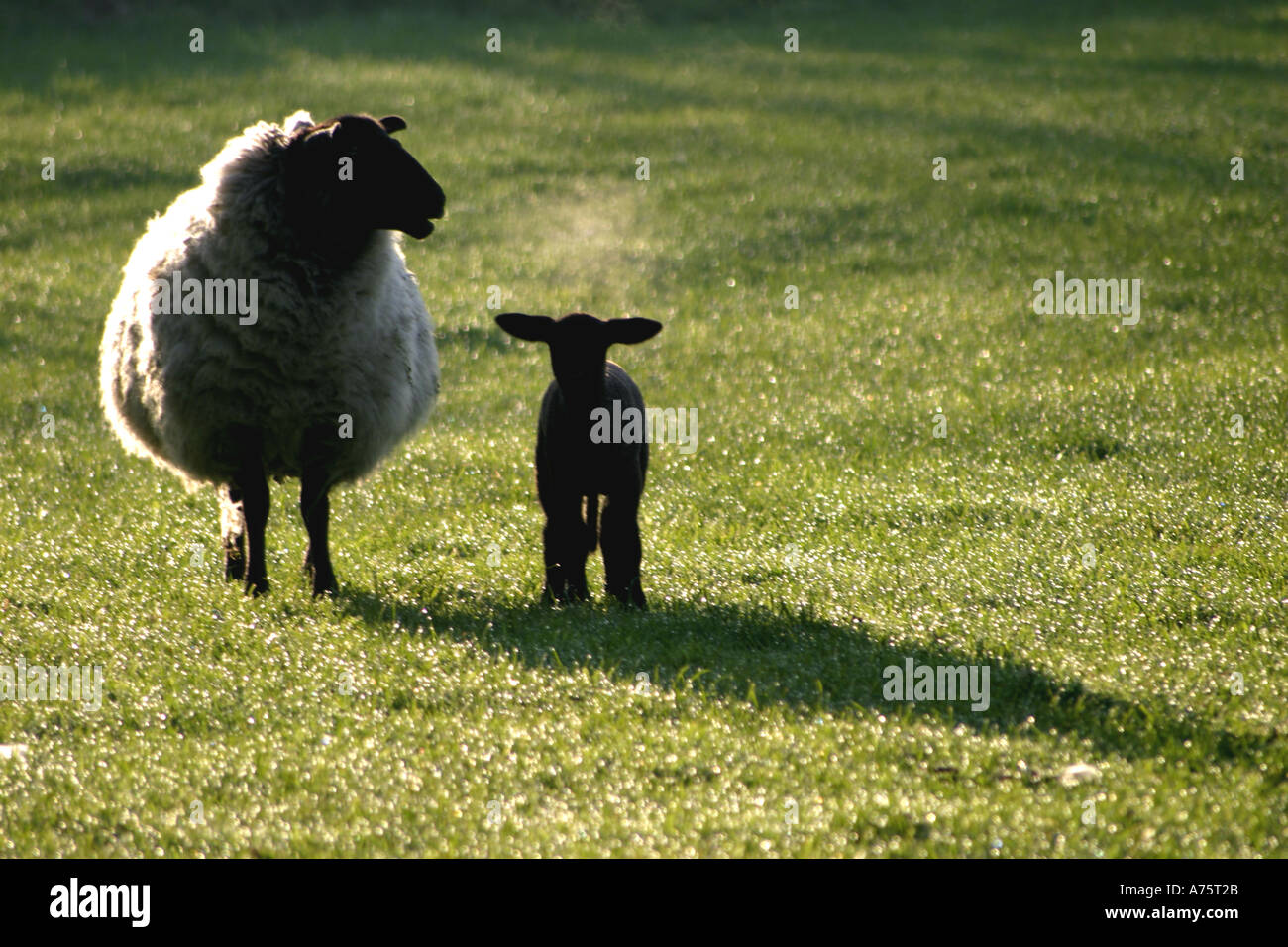 Helpless lamb hi-res stock photography and images - Alamy