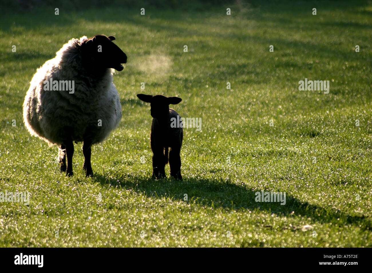 Mutton and lamb Stock Photo - Alamy