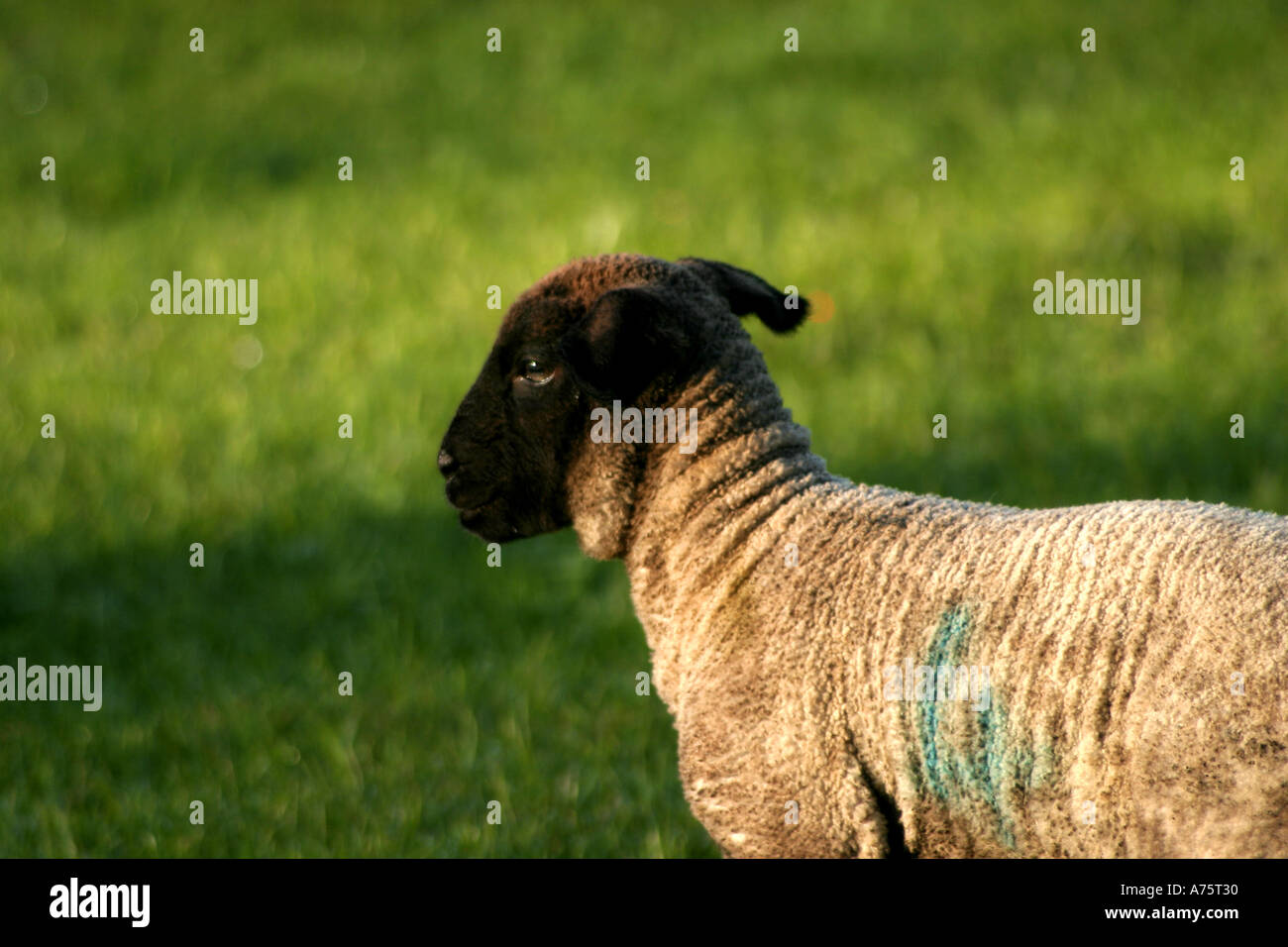Helpless lamb hi-res stock photography and images - Alamy