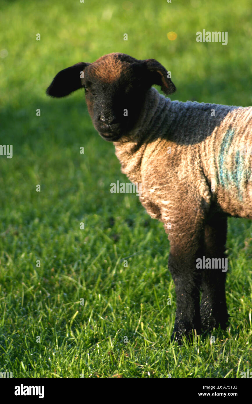 Helpless lamb hi-res stock photography and images - Alamy