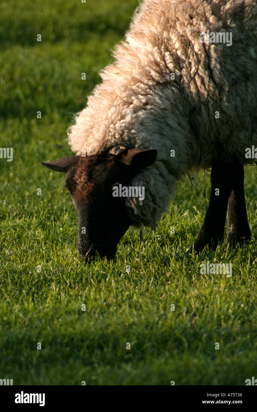 Butchering sheep hi-res stock photography and images - Alamy
