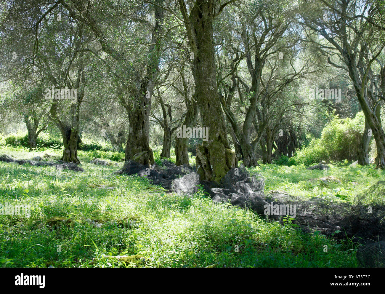 Corfu Olive Grove Corfu Stock Photo - Alamy