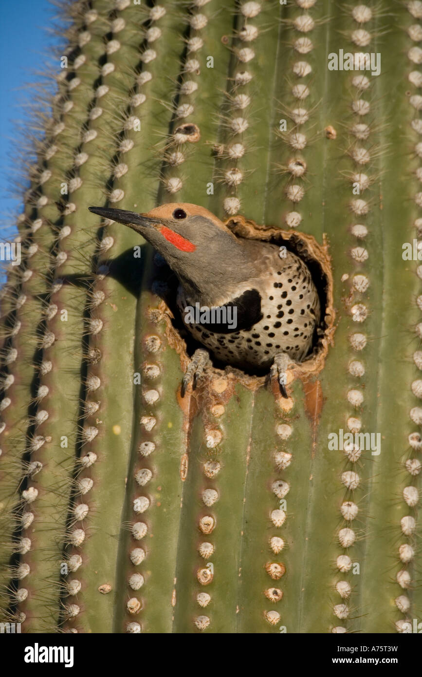 Gilded flicker woodpecker hi-res stock photography and images - Alamy