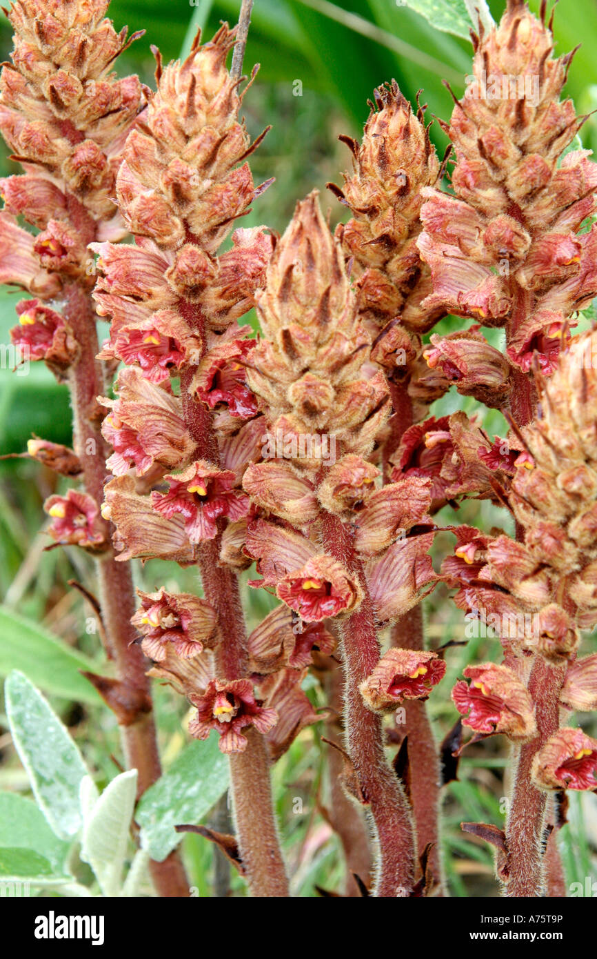 Orobanche species growing in association with leguminosae roadside near ...