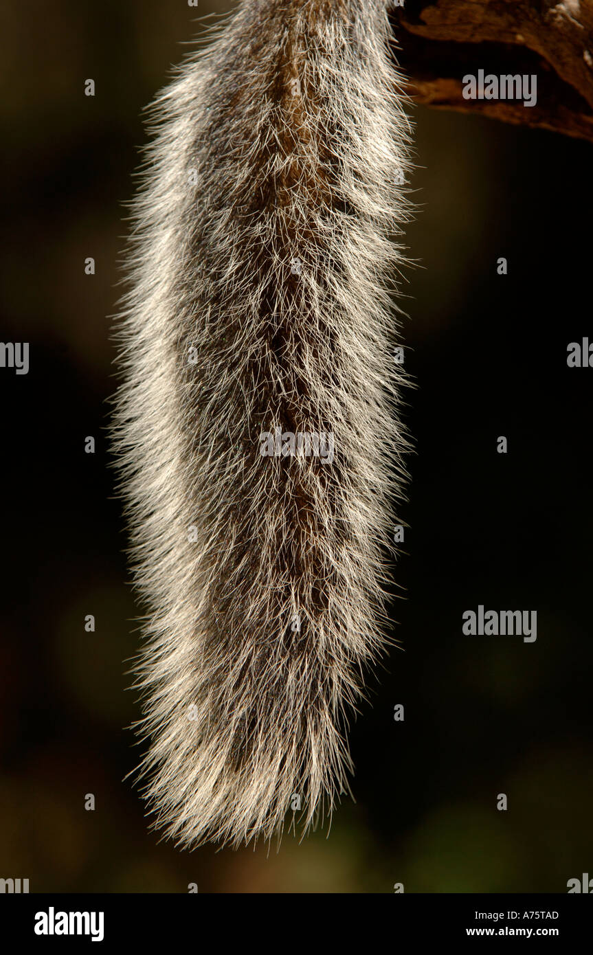 Long tail squirrel hi-res stock photography and images - Alamy