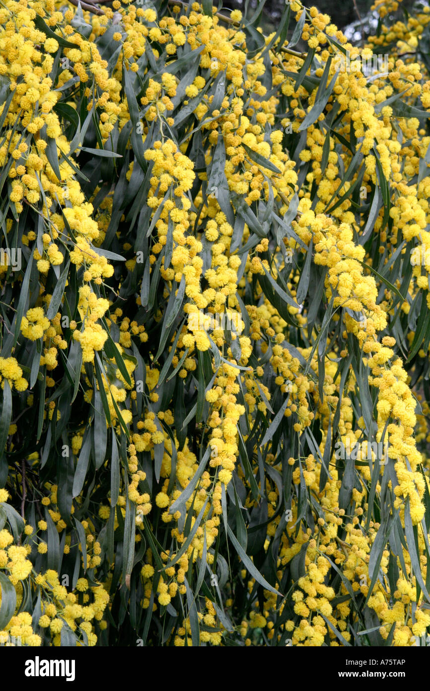 Retinoides hi-res stock photography and images - Alamy