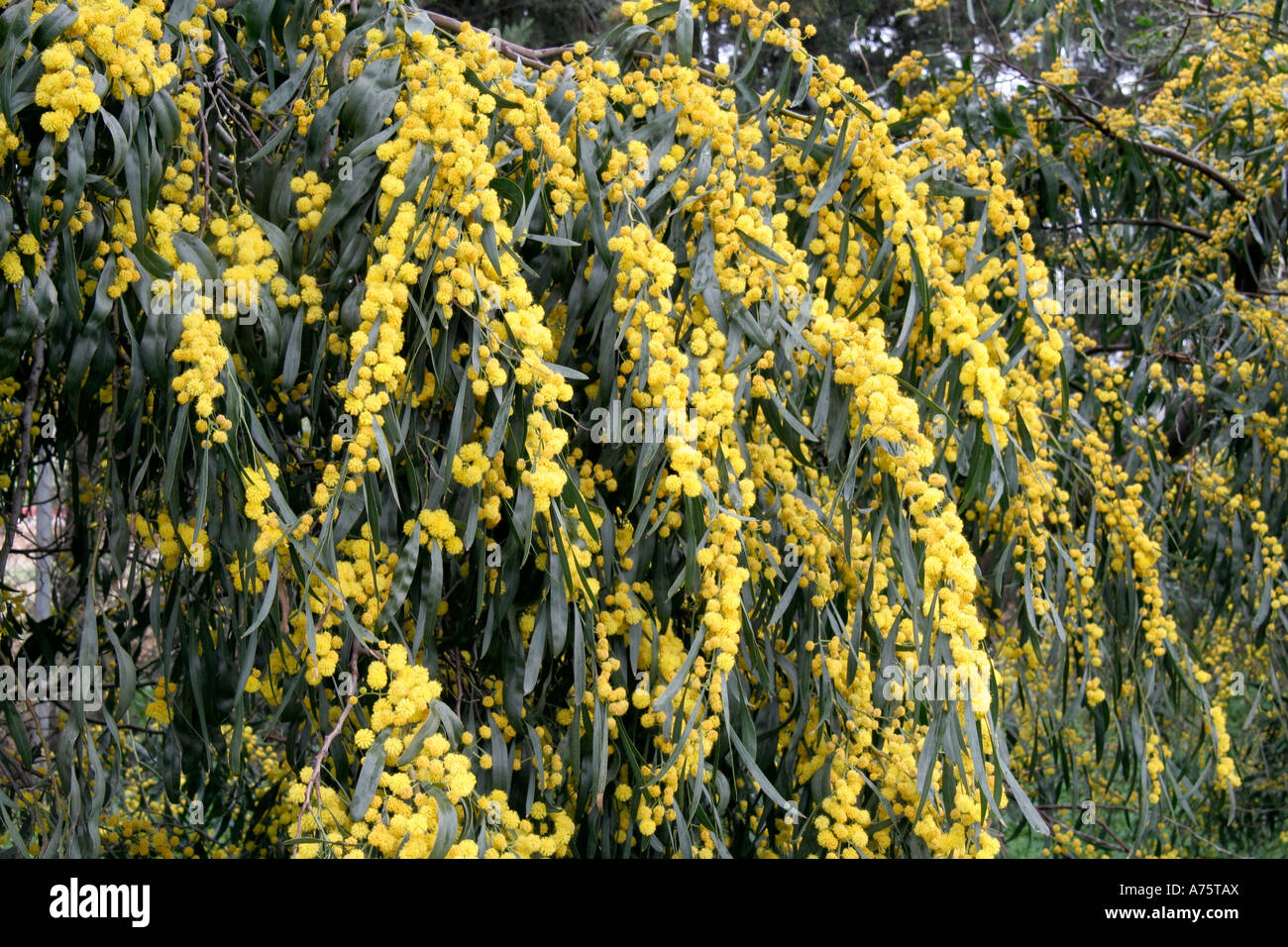Acacia retinoides late March near Malaga Andalucia Spain Stock Photo ...