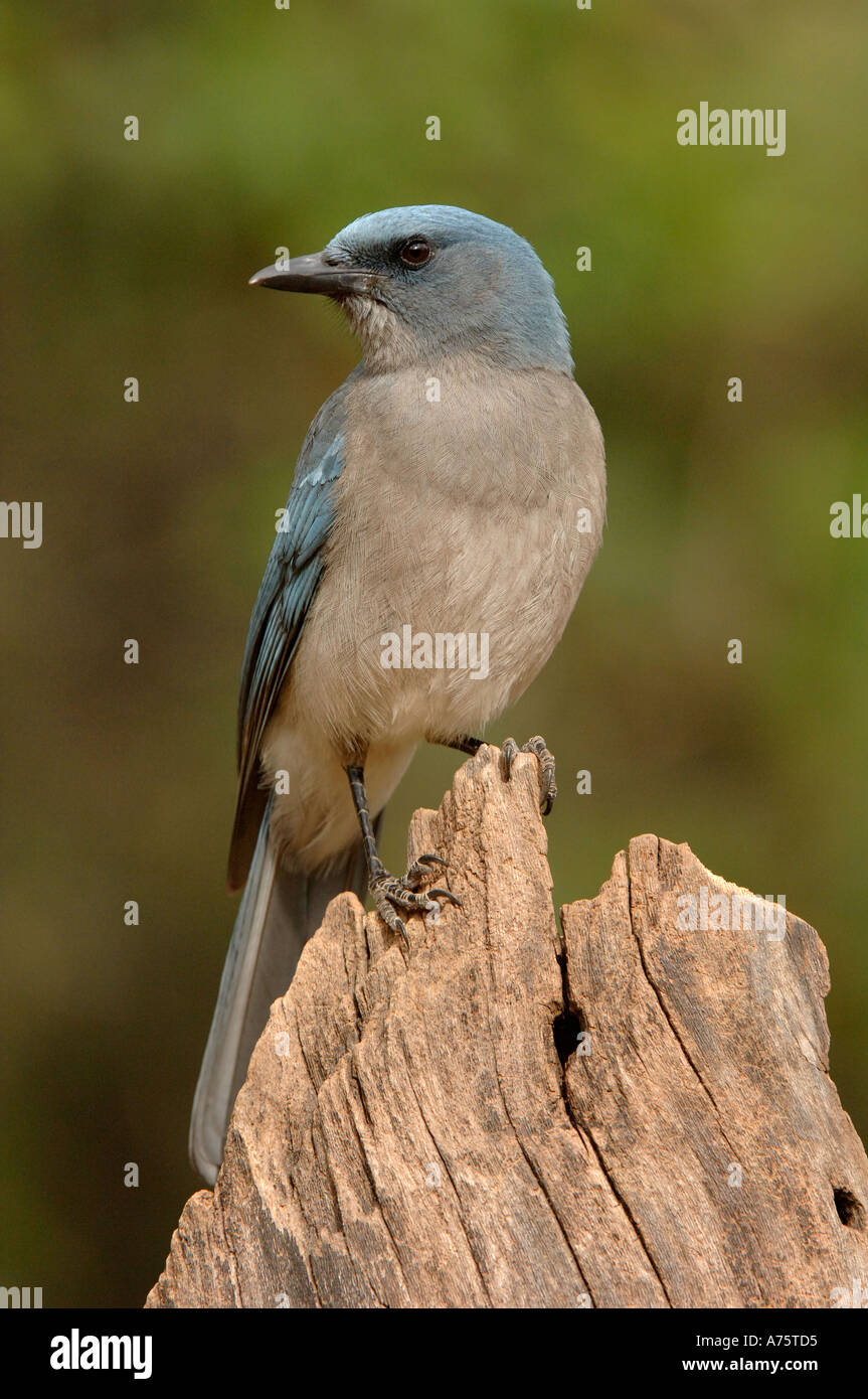 Mexican crow hi-res stock photography and images - Alamy