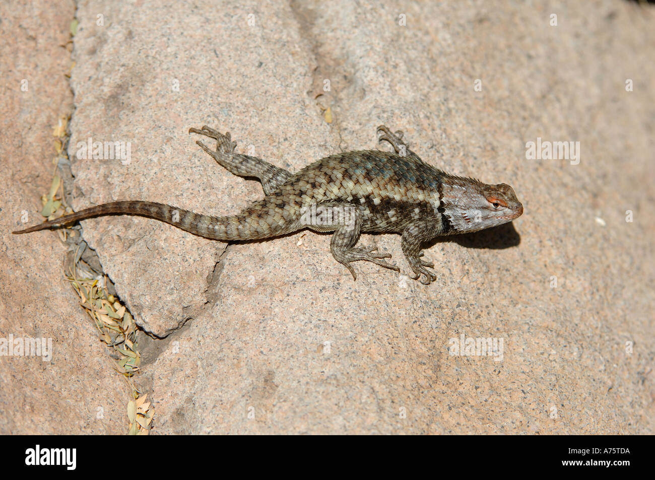 Desert Spiny Lizard Arizona USA Stock Photo - Alamy