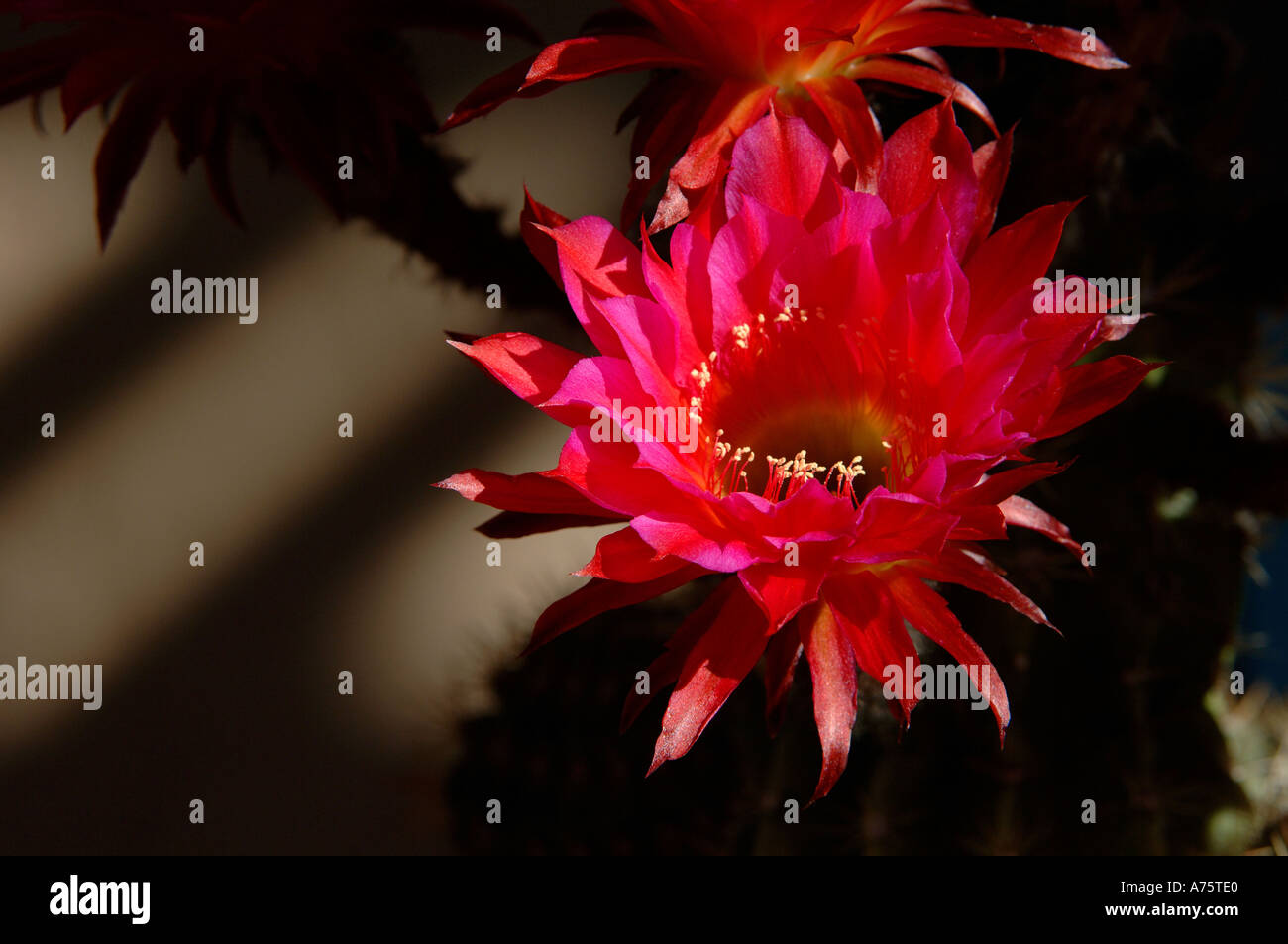 Torch cactus sp Arizona USA captive Stock Photo - Alamy