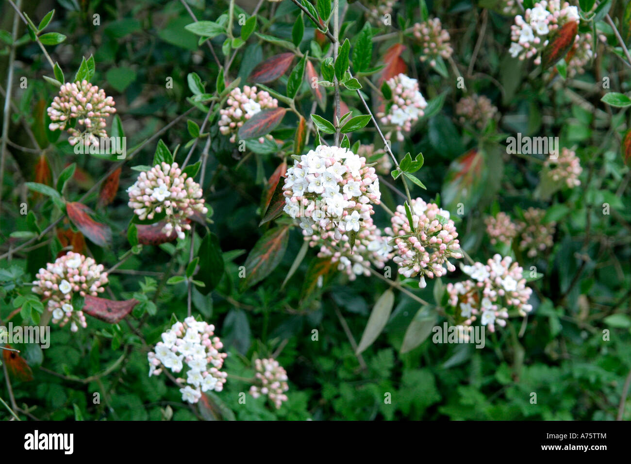 Viburnum Park Farm Hybrid April 9 Stock Photo - Alamy