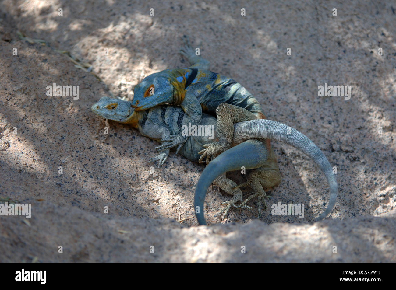 Blue rock lizards mating Arizona USA captive Stock Photo - Alamy