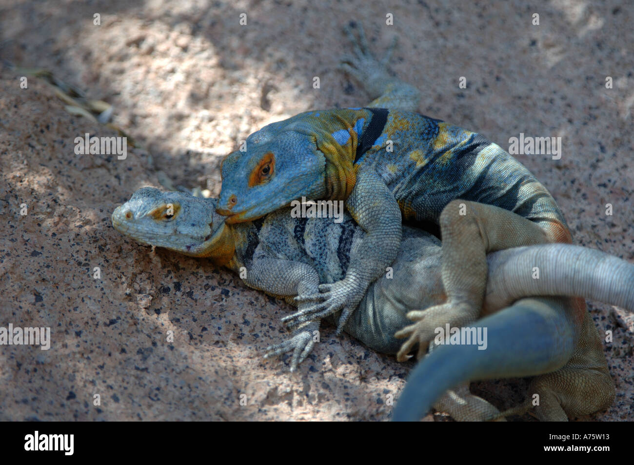 Lizards mating hi-res stock photography and images - Alamy