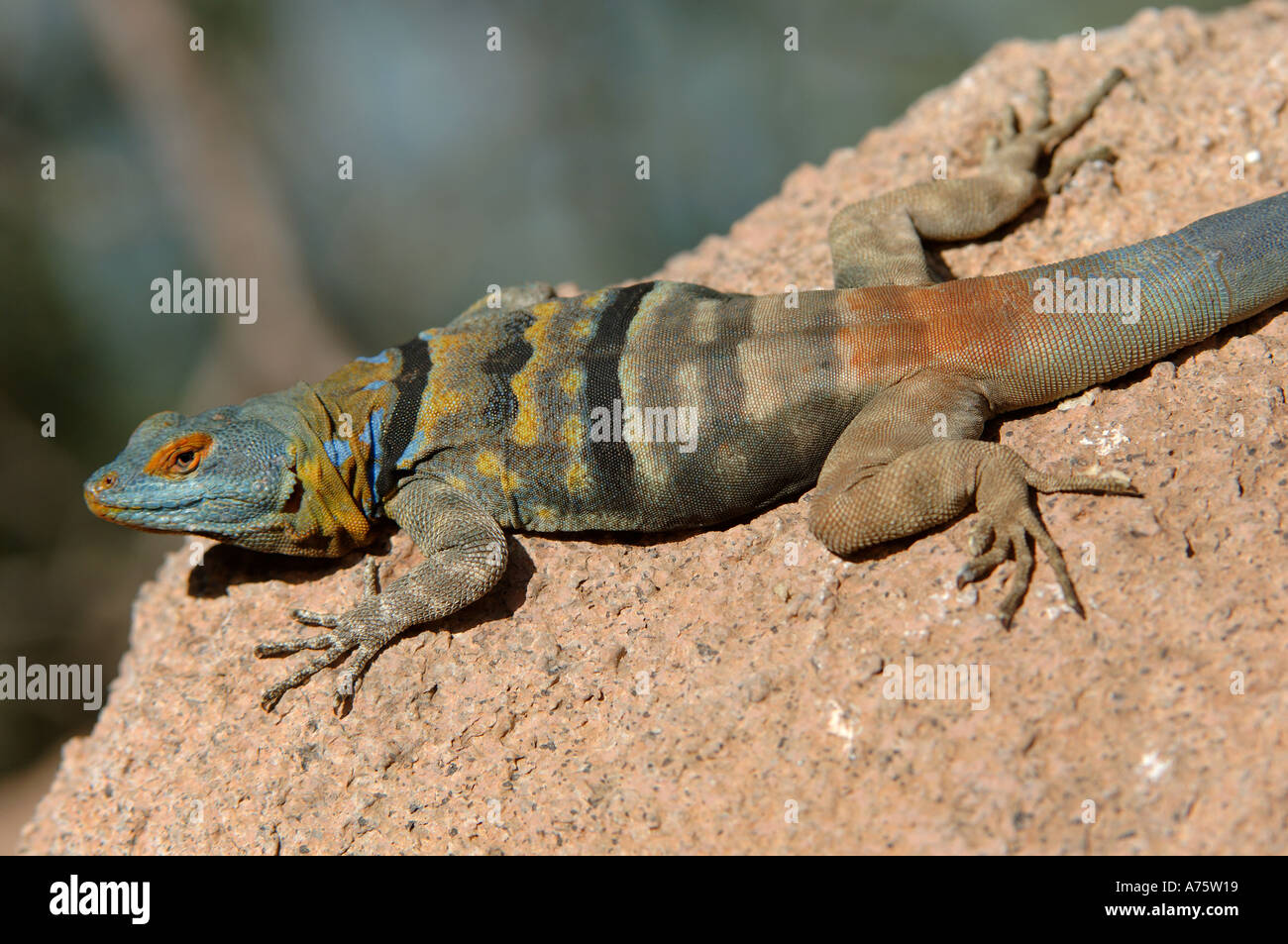 Baja blue rock lizard hi-res stock photography and images - Alamy