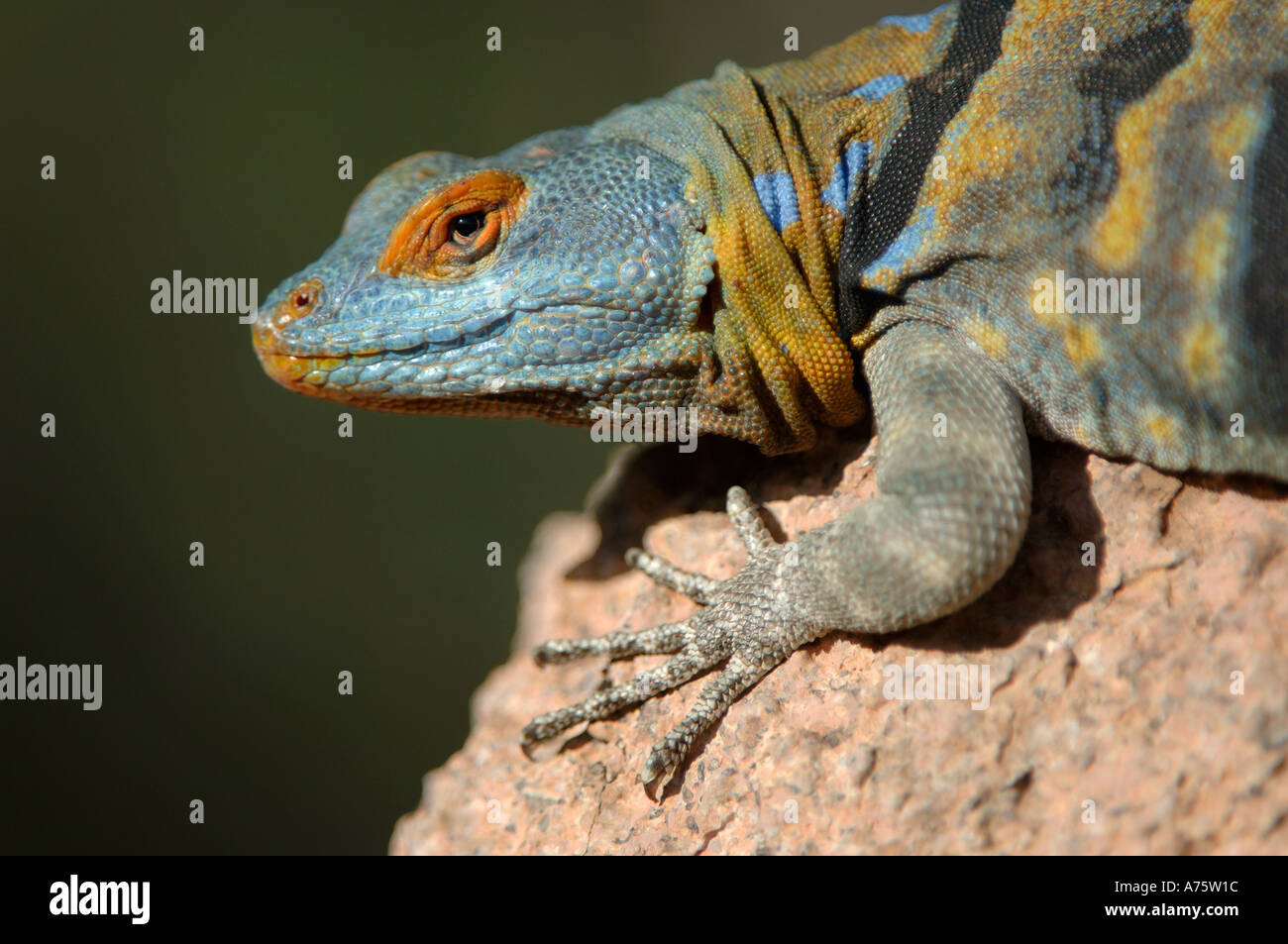 Baja blue rock lizard hi-res stock photography and images - Alamy
