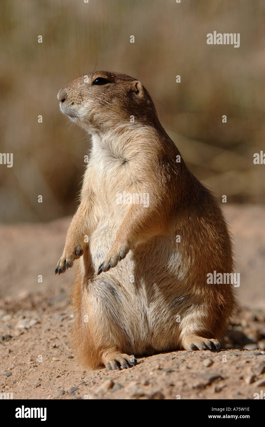 Black Tailed prairie dog Arizona USA captive Stock Photo - Alamy