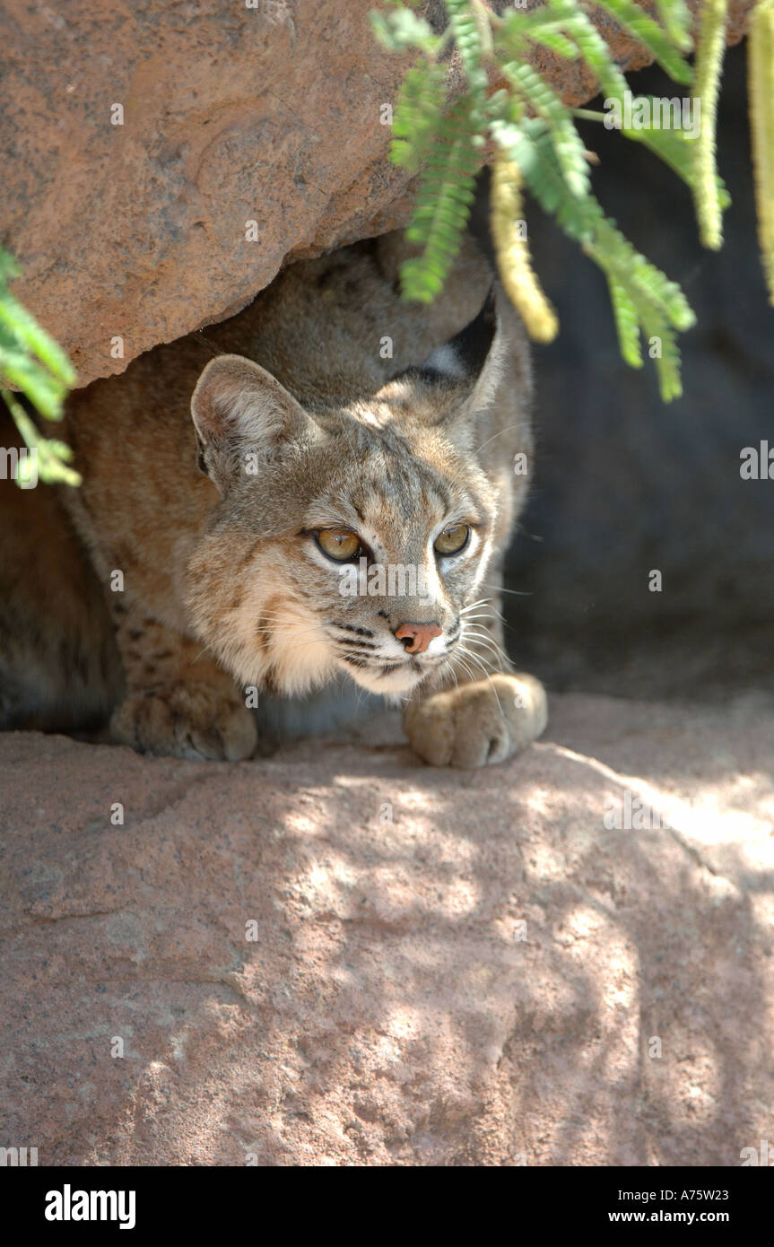 Bobcat stalking Arizona USA captive Stock Photo - Alamy