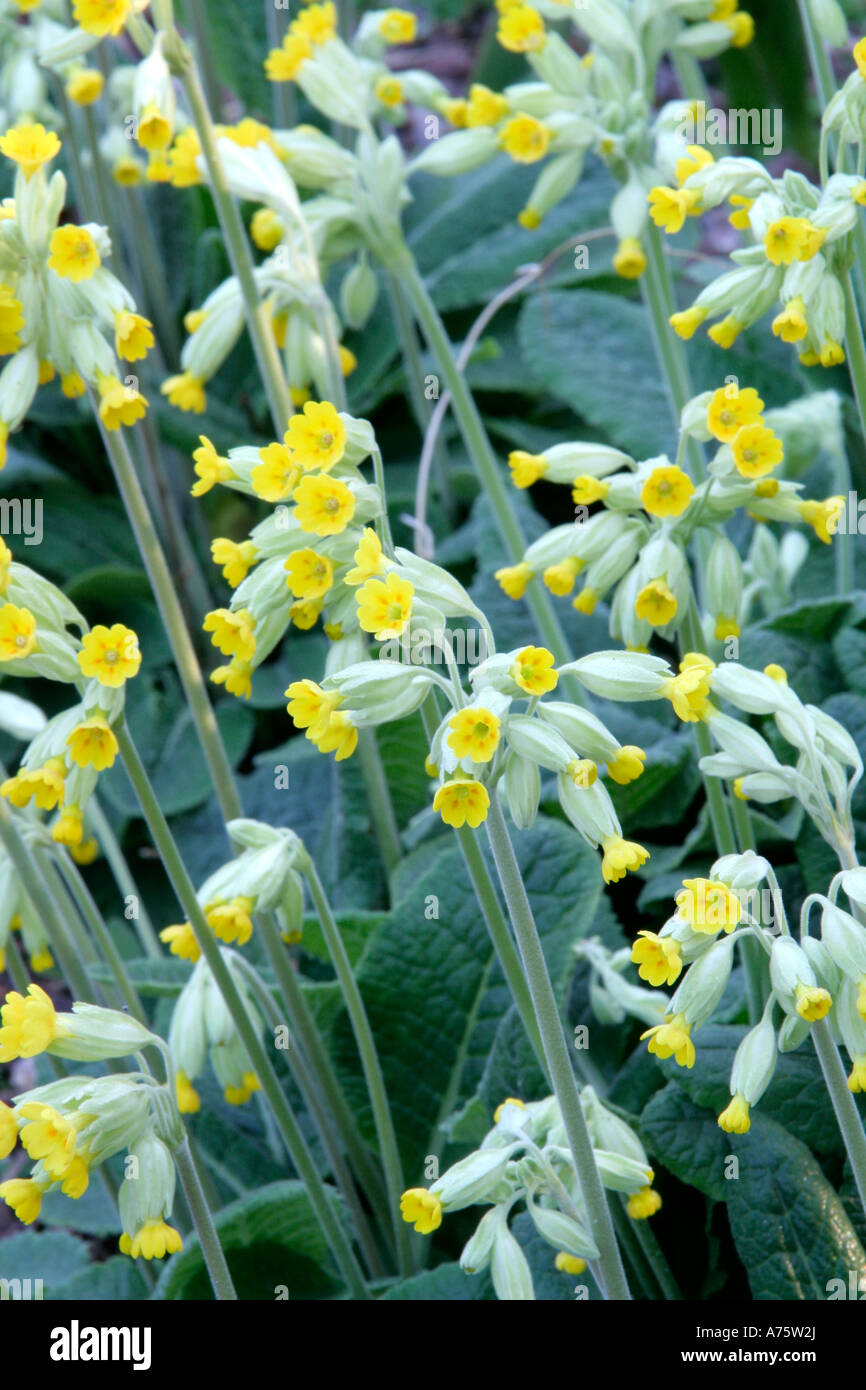 Primula veris Cowslip Stock Photo - Alamy