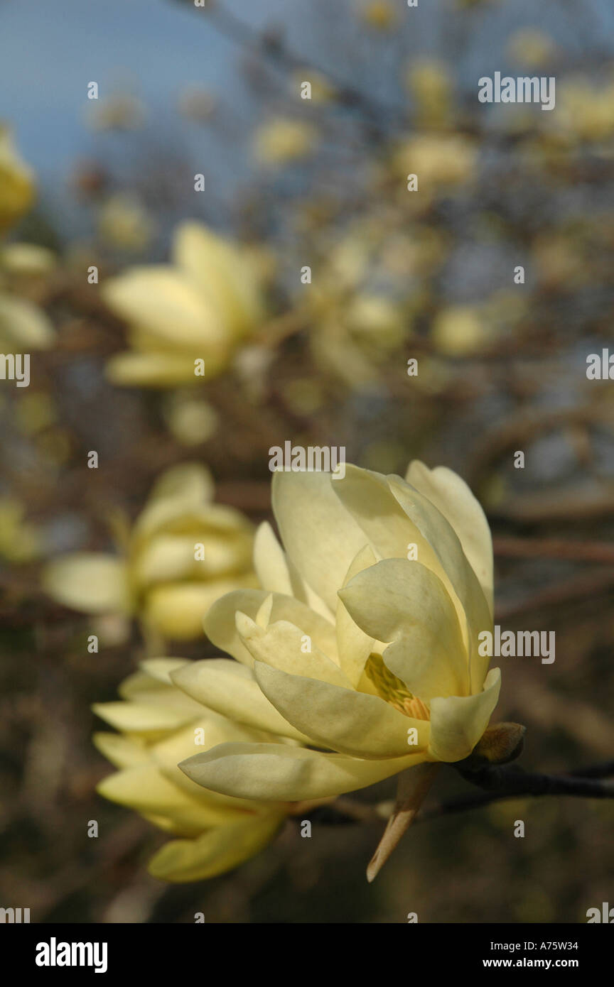 Magnolia gold star hi-res stock photography and images - Alamy