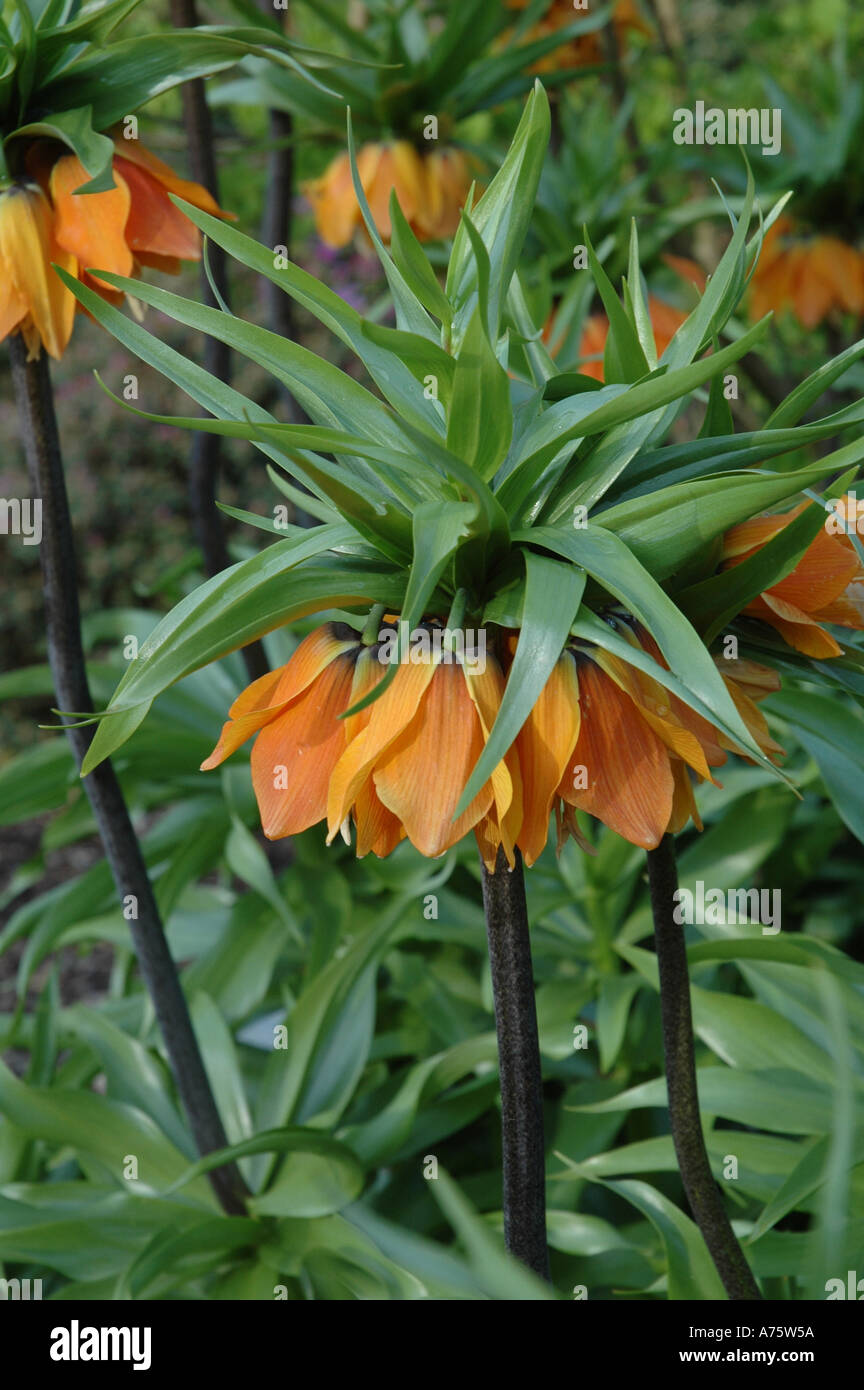 Fritillaria imperialis Crown Imperial Lily Stock Photo - Alamy