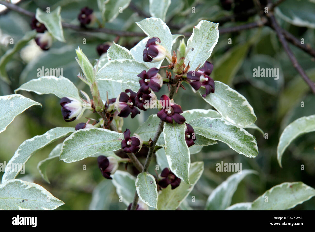 Pittosporum tenuifolium Silver Queen in flower April 11 Stock Photo - Alamy
