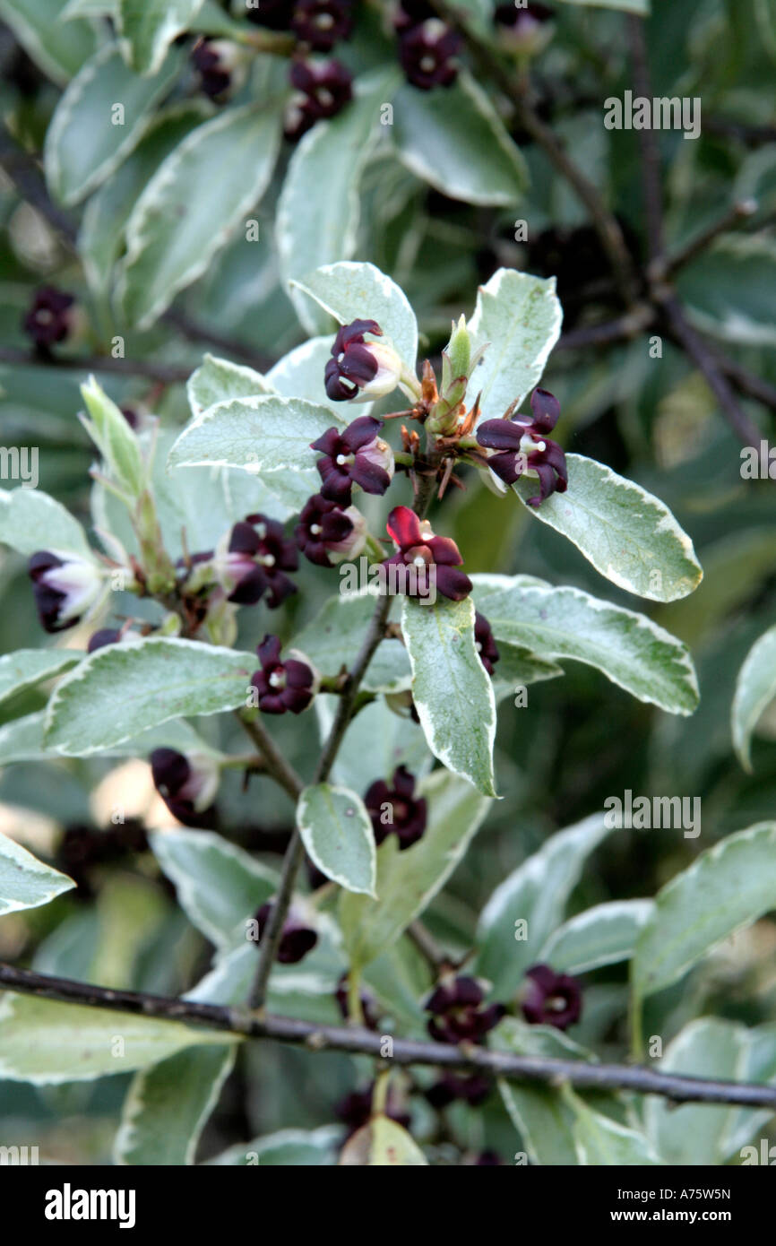 Pittosporum tenuifolium silver queen hi-res stock photography and ...
