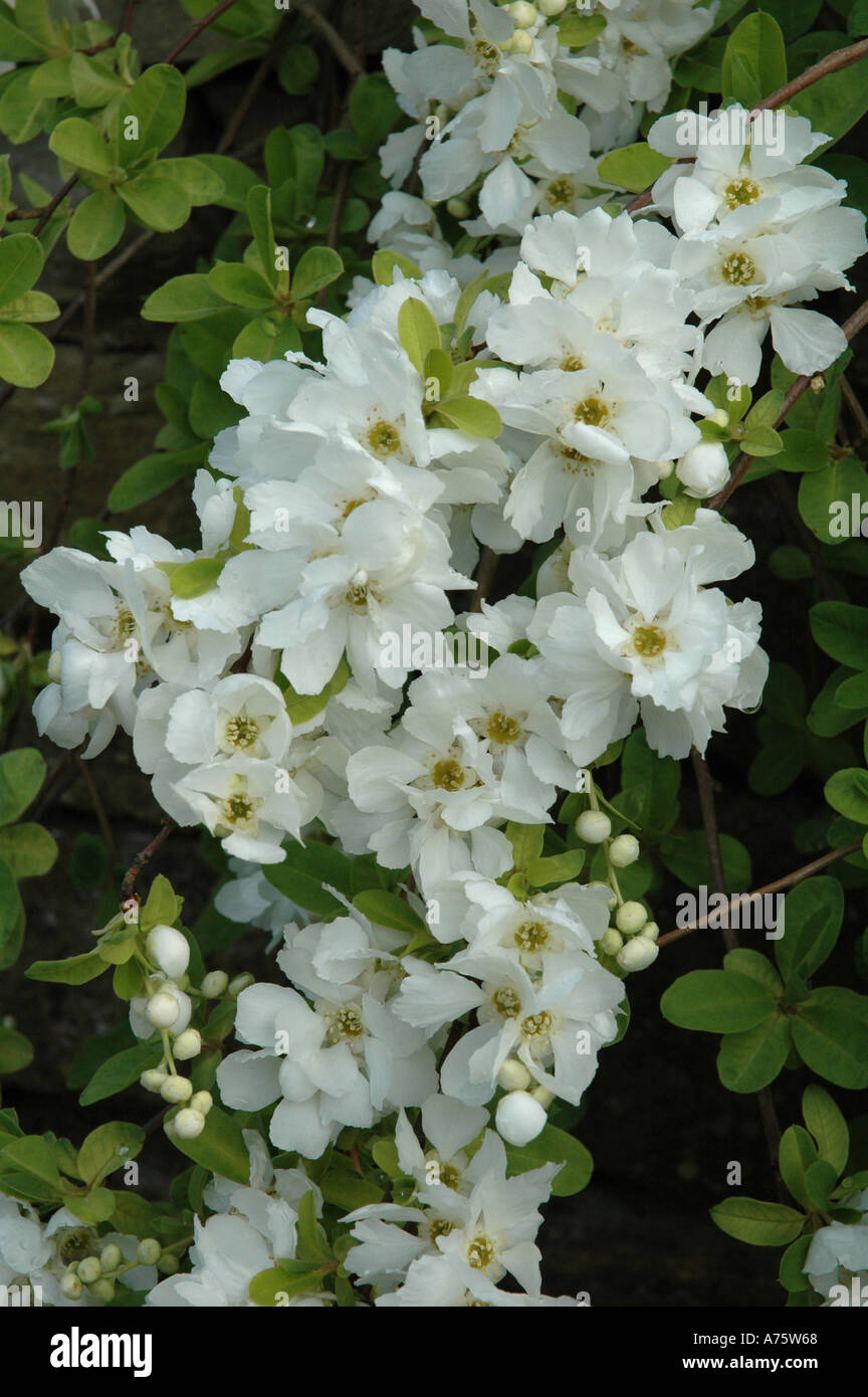 Exochorda x macrantha The Bride Stock Photo - Alamy