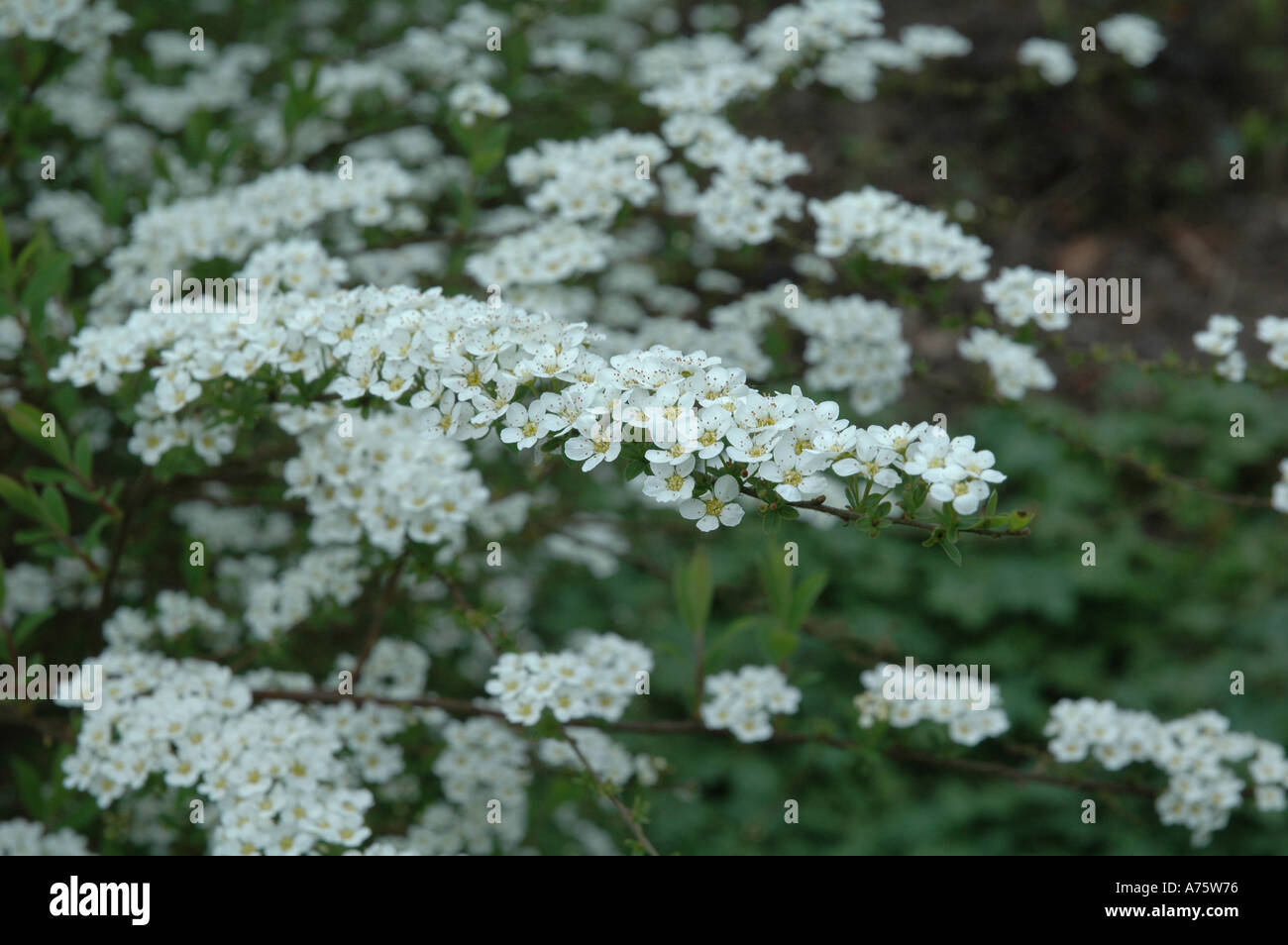Spiraea arguta The Bridal Wreath Stock Photo - Alamy