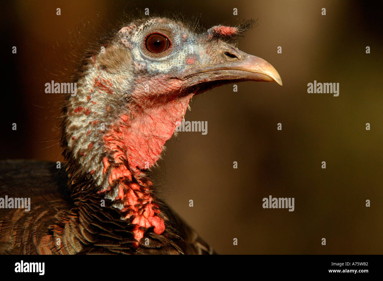 Turkey close up hi-res stock photography and images - Alamy