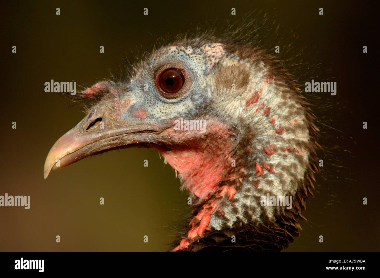 Turkey head hi-res stock photography and images - Alamy