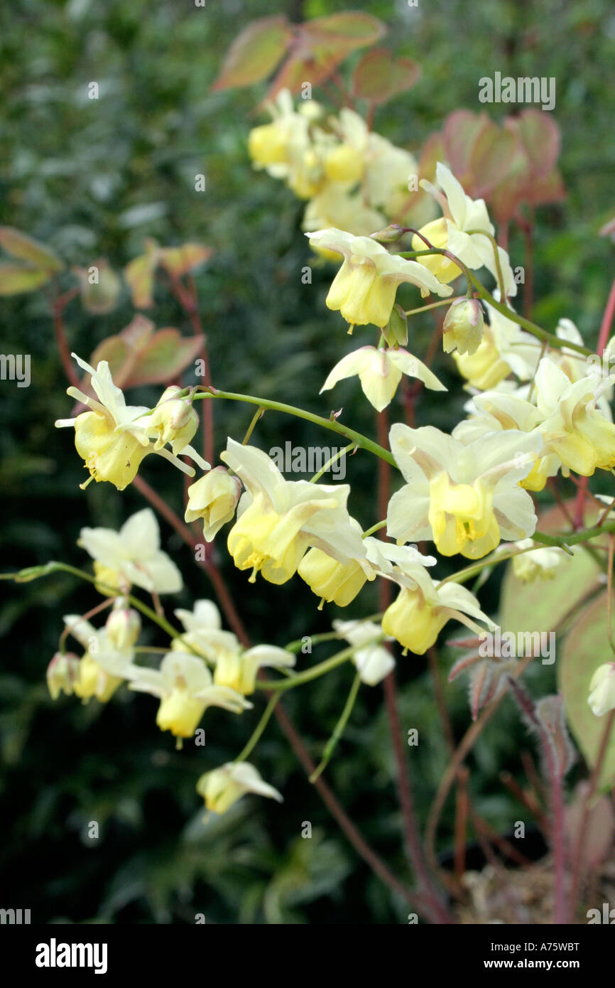 Epimedium yellow flower hi-res stock photography and images - Alamy
