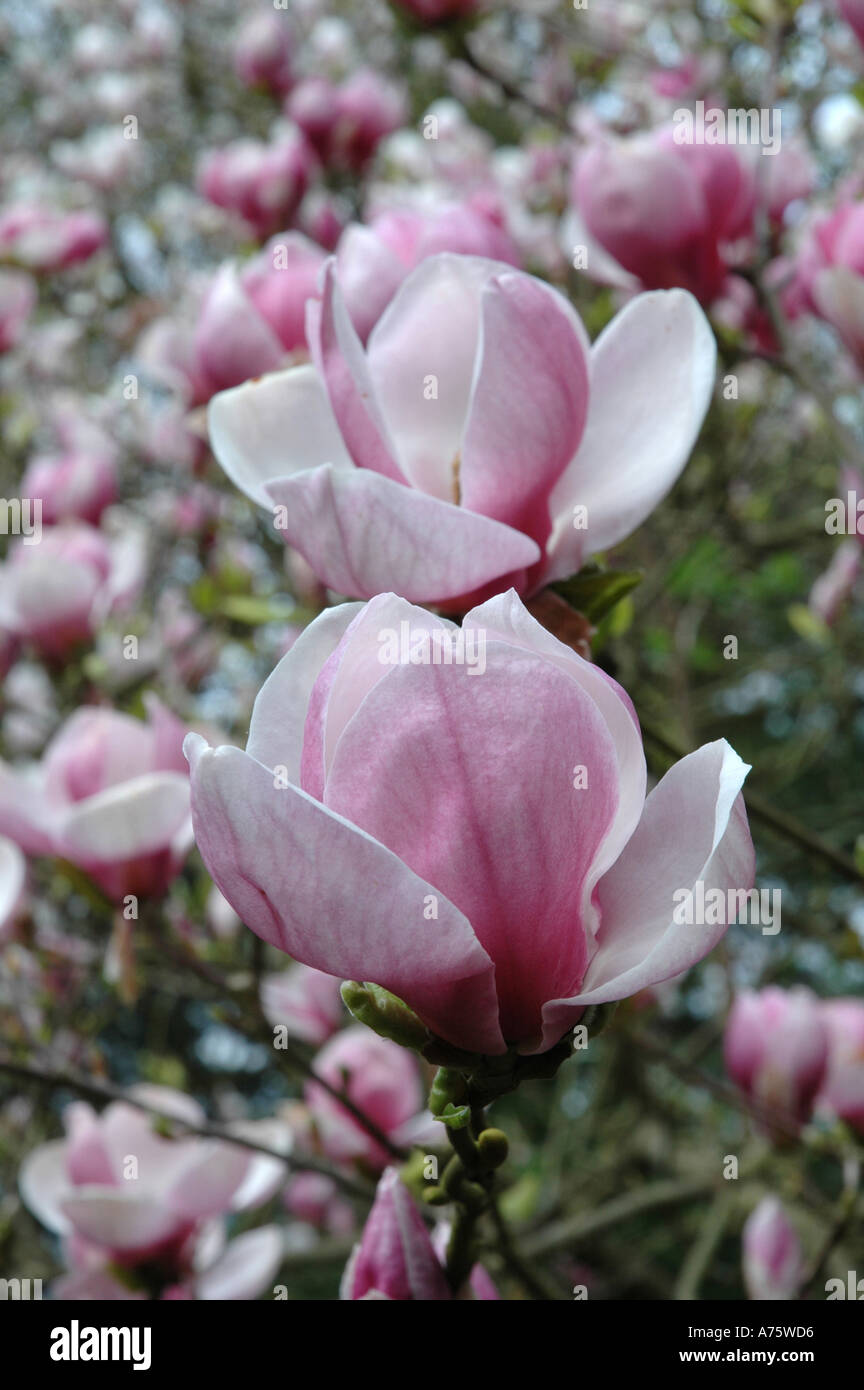 Magnolia soulangeana rustica rubra hi-res stock photography and images ...