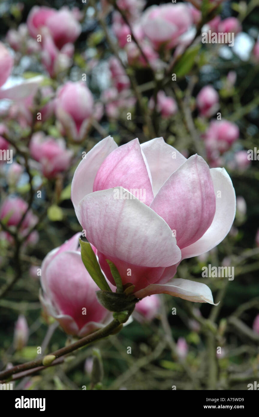 Magnolia x soulangeana Rustica Rubra focus on single flower Stock Photo ...