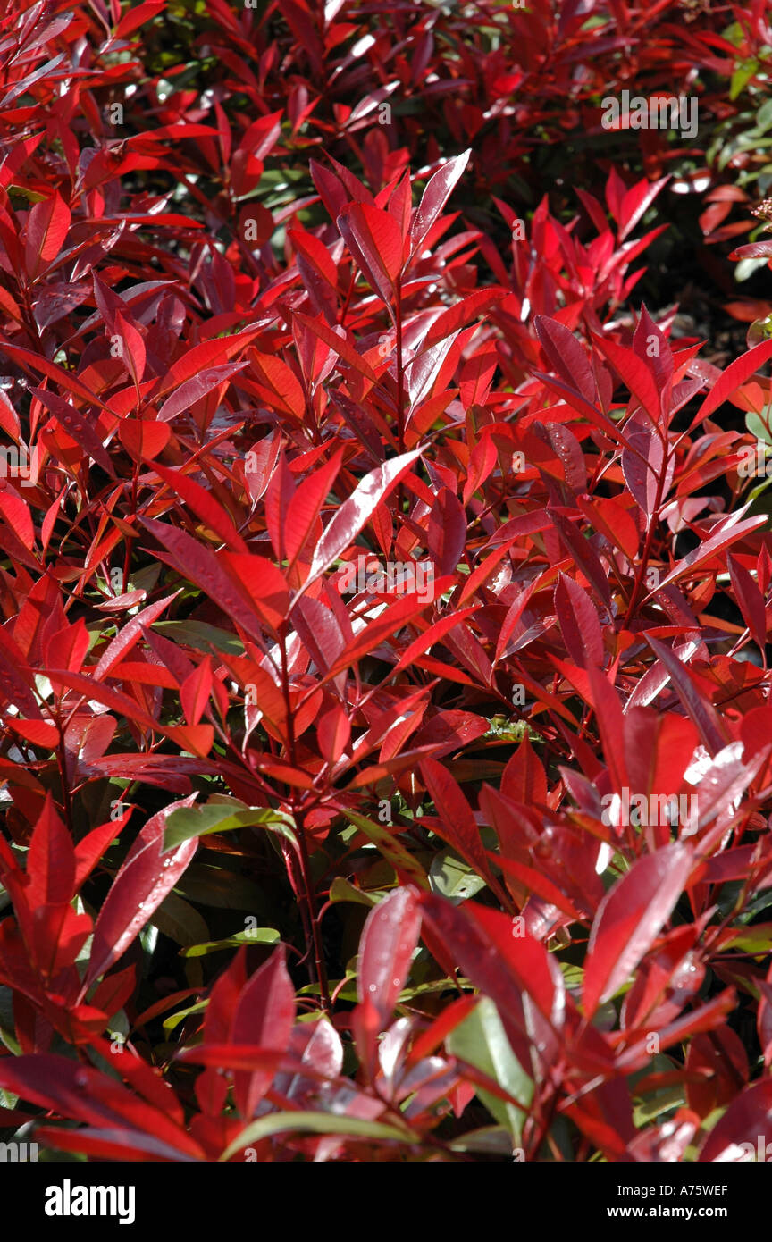 Photinia Stranvaesia Red Robin Foliage effect on evergreen shrub in ...