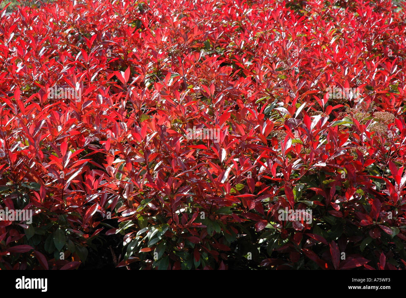 Photinia Stranvaesia Red Robin Foliage effect on evergreen shrub in ...