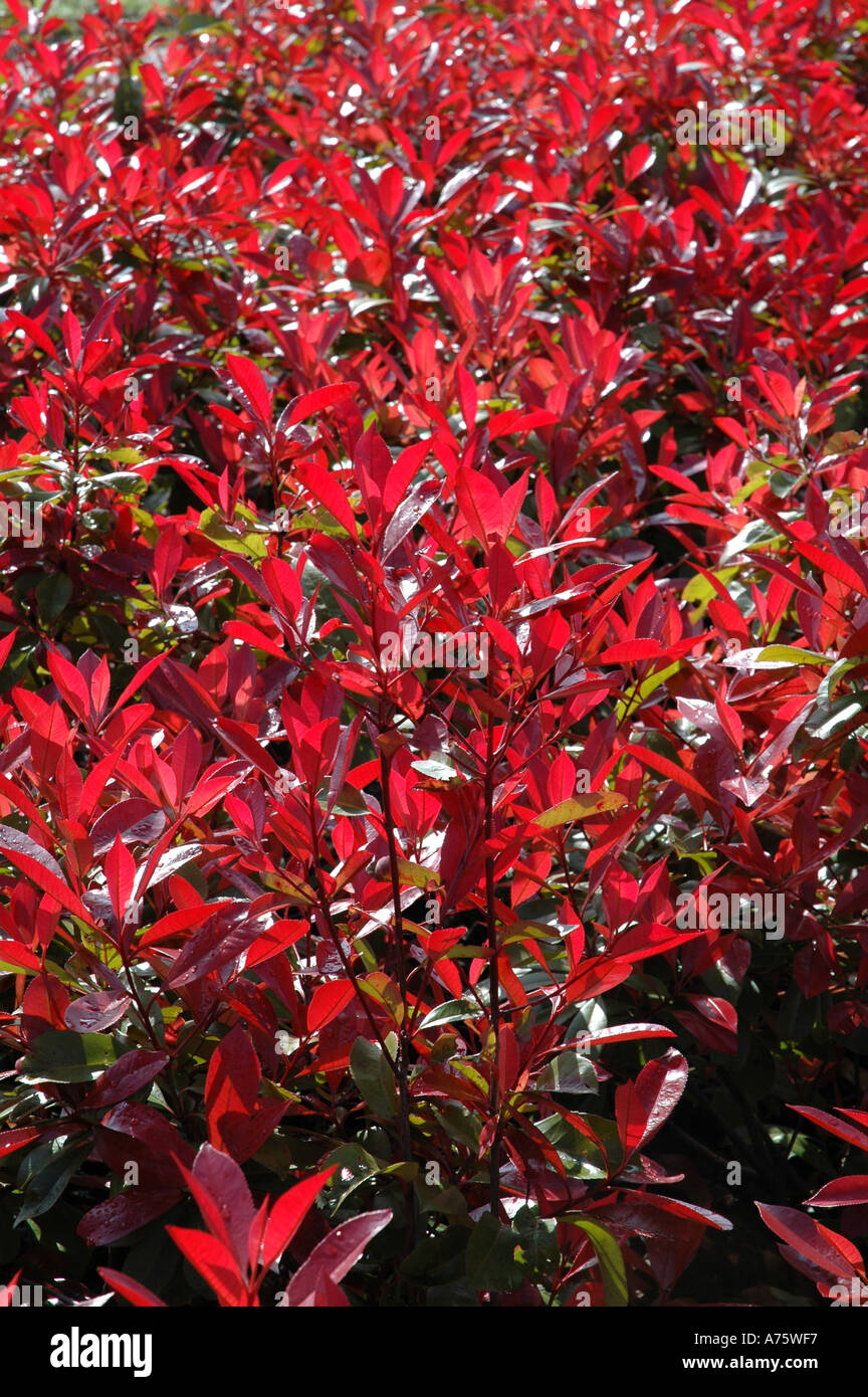 Photinia Stranvaesia Red Robin Foliage effect on evergreen shrub in ...