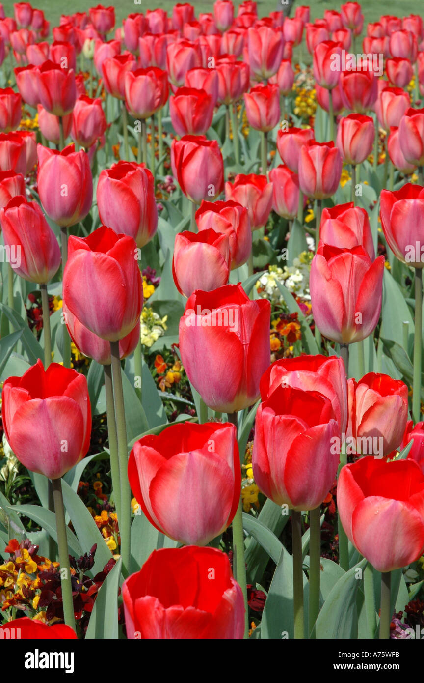 Tulipa Red pink flowered tulips in roadside spring bedding scheme ...