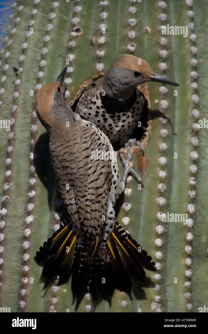 Gilded Flickers Colaptes chrysoides at Nest in Saguaro Cactus Male and ...