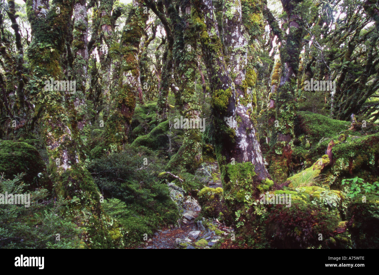 Silver beech tree hi-res stock photography and images - Alamy