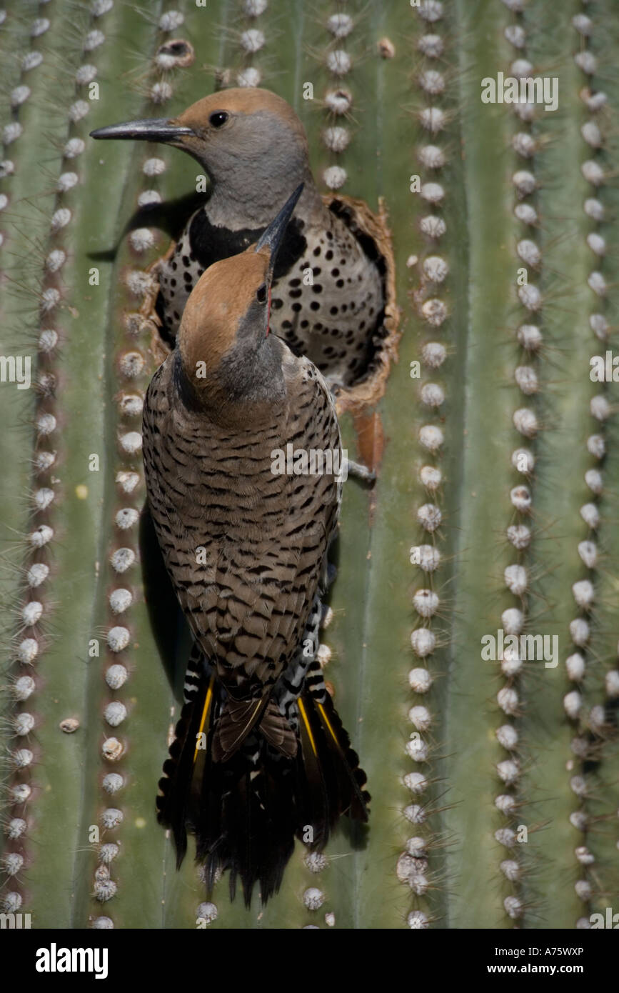 Gilded Flickers Colaptes chrysoides at Nest in Saguaro Cactus Male and ...