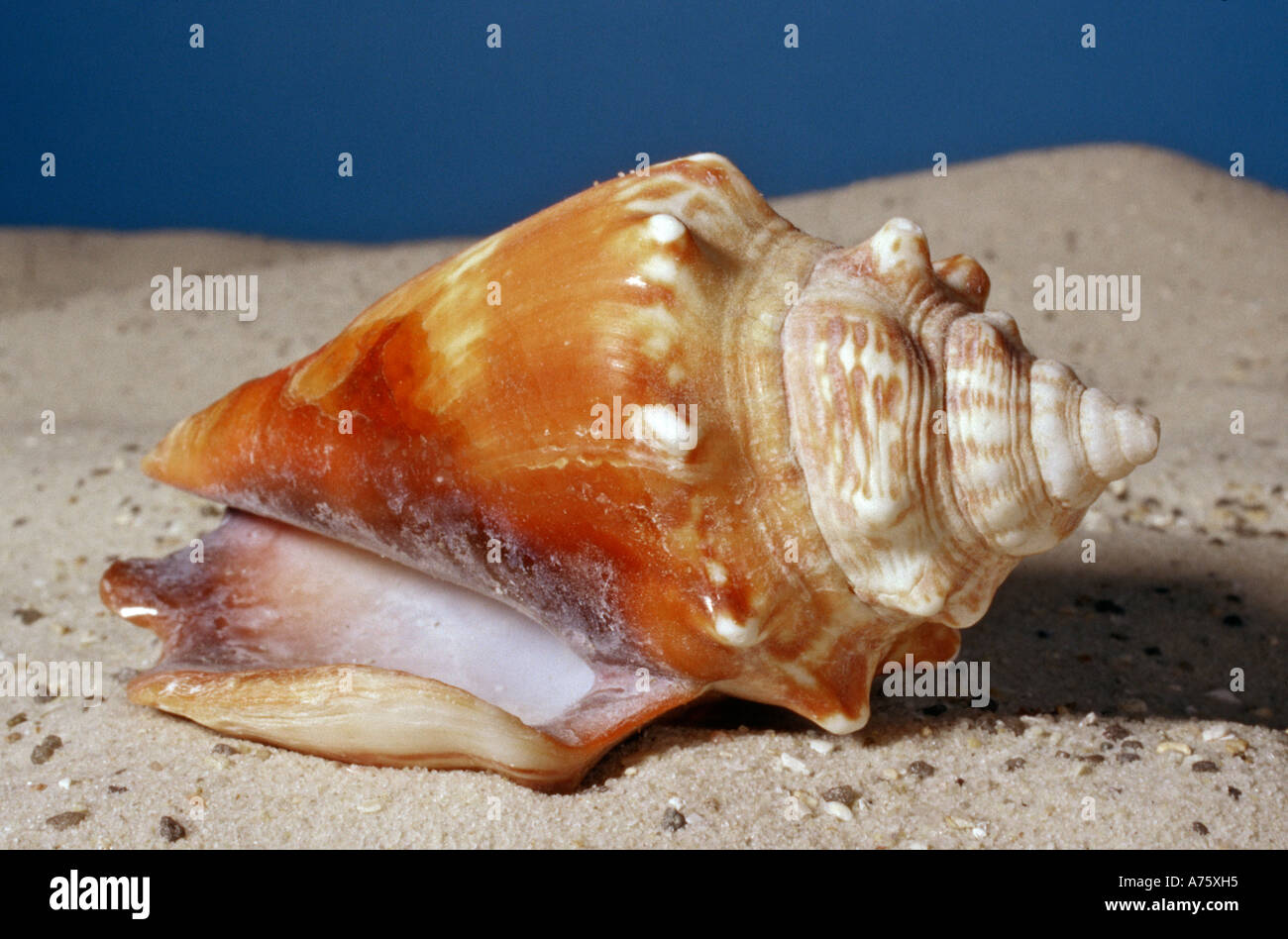 Florida fighting conch hi-res stock photography and images - Alamy