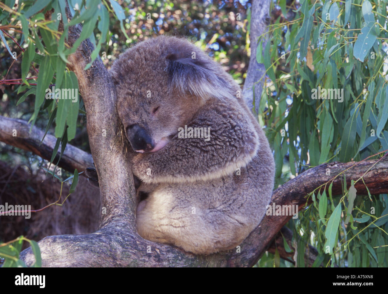 Koala Phascolarctos Cinereus sleeping in eucalyptus tree Australia ...