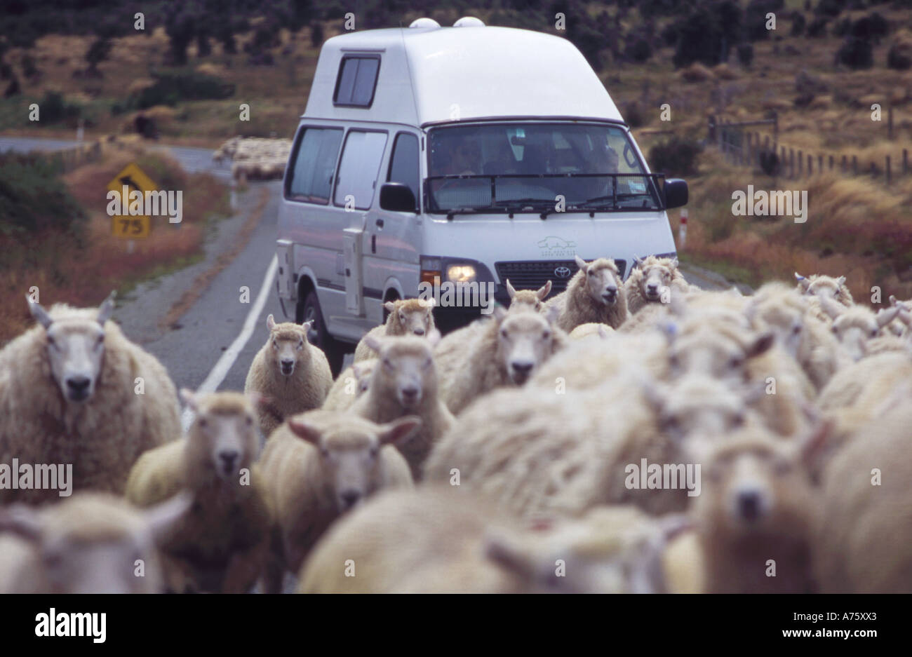 Flock of sheep blocking rural road holding up tourists in a camper van ...