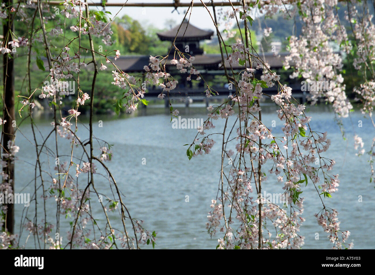 Japanese shrines in spring hi-res stock photography and images - Alamy