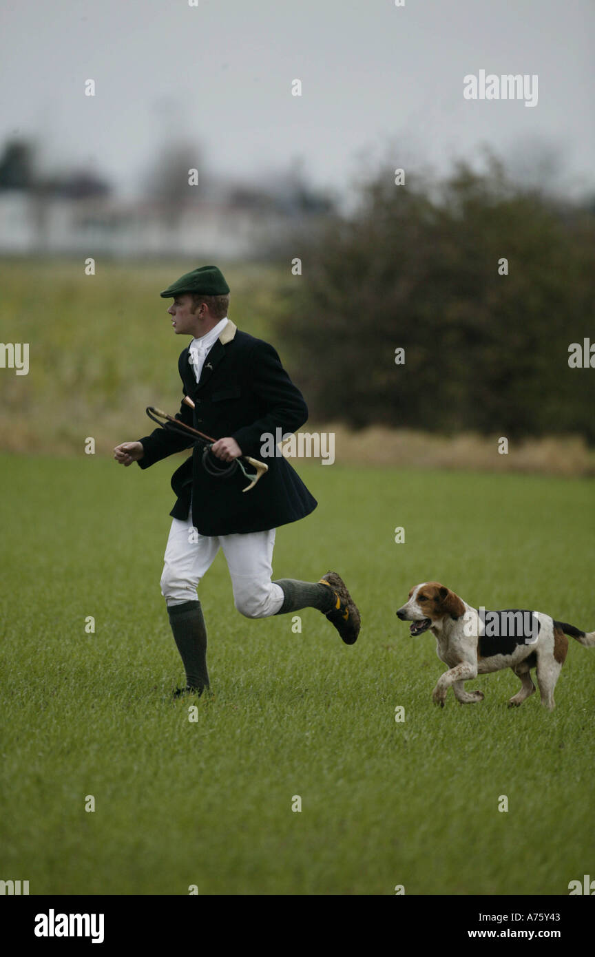 Hare Hunting with Basset Hounds Stock Photo - Alamy
