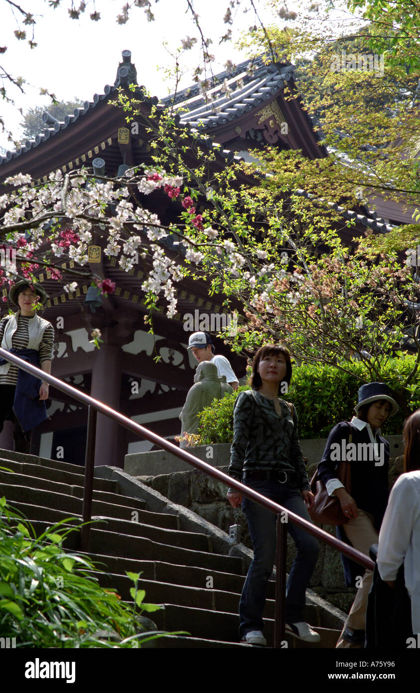 Blossom marvel at the Hase Kannon Temple Kamakura Japan Stock Photo - Alamy