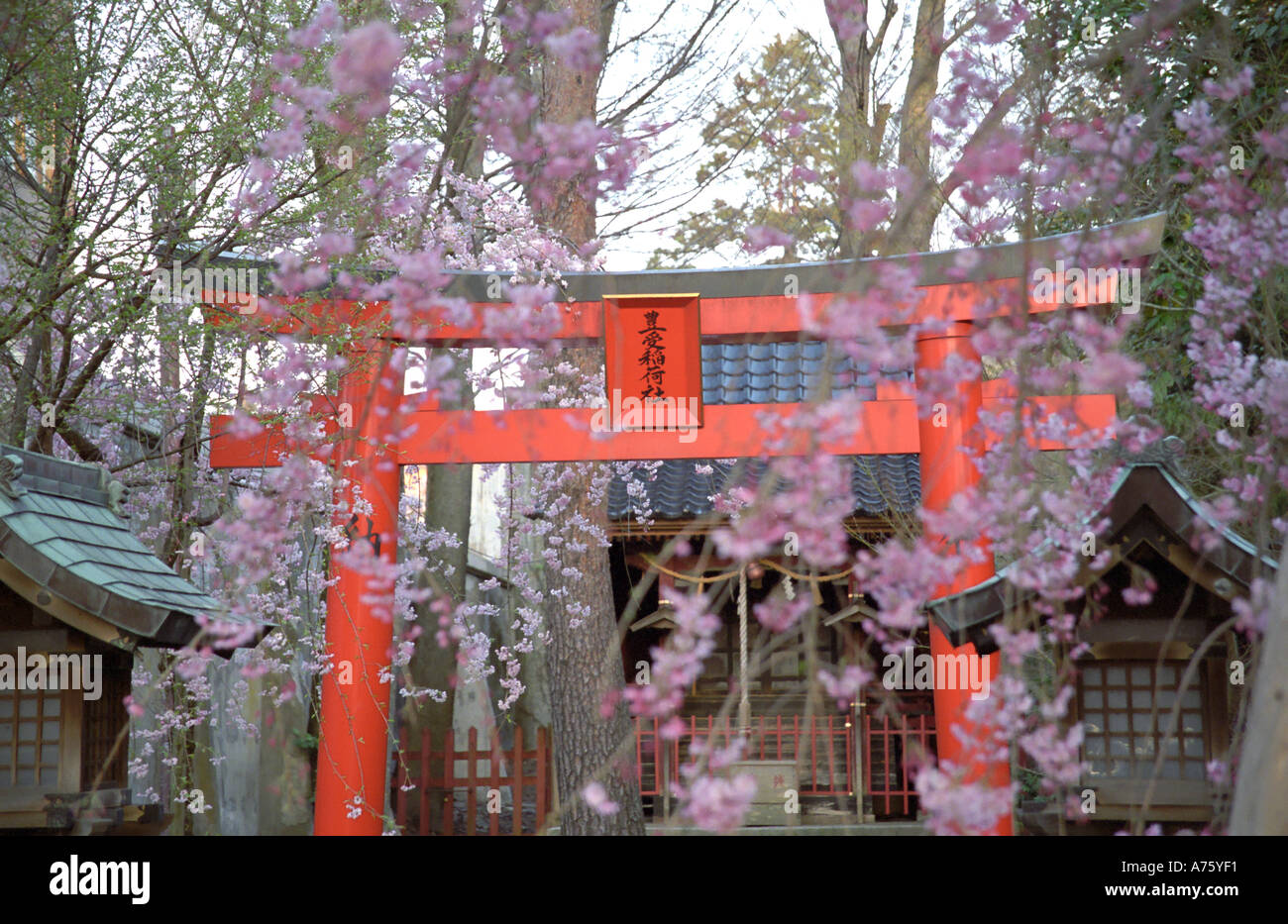 Torii gate and blooming sakura in Ozaki jinja Shrine Kanazawa Japan ...