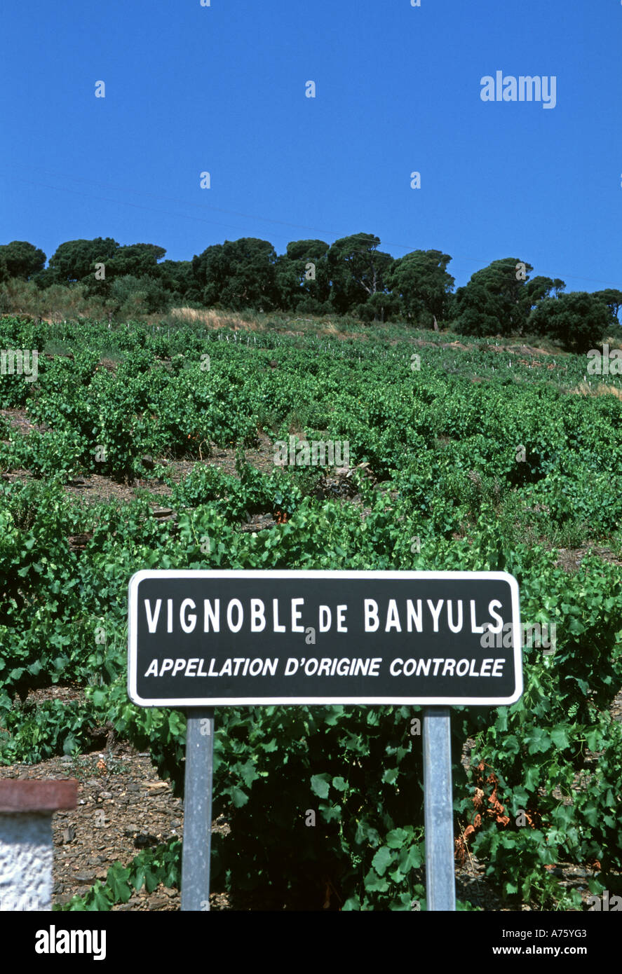 Banyuls sur mer wine hi-res stock photography and images - Alamy