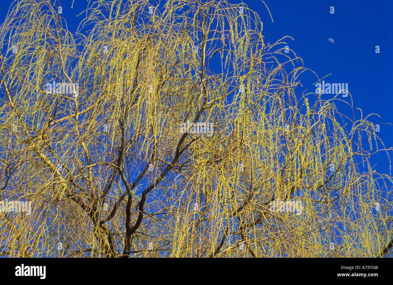 Moon in daytime weeping willow branches Stock Photo - Alamy