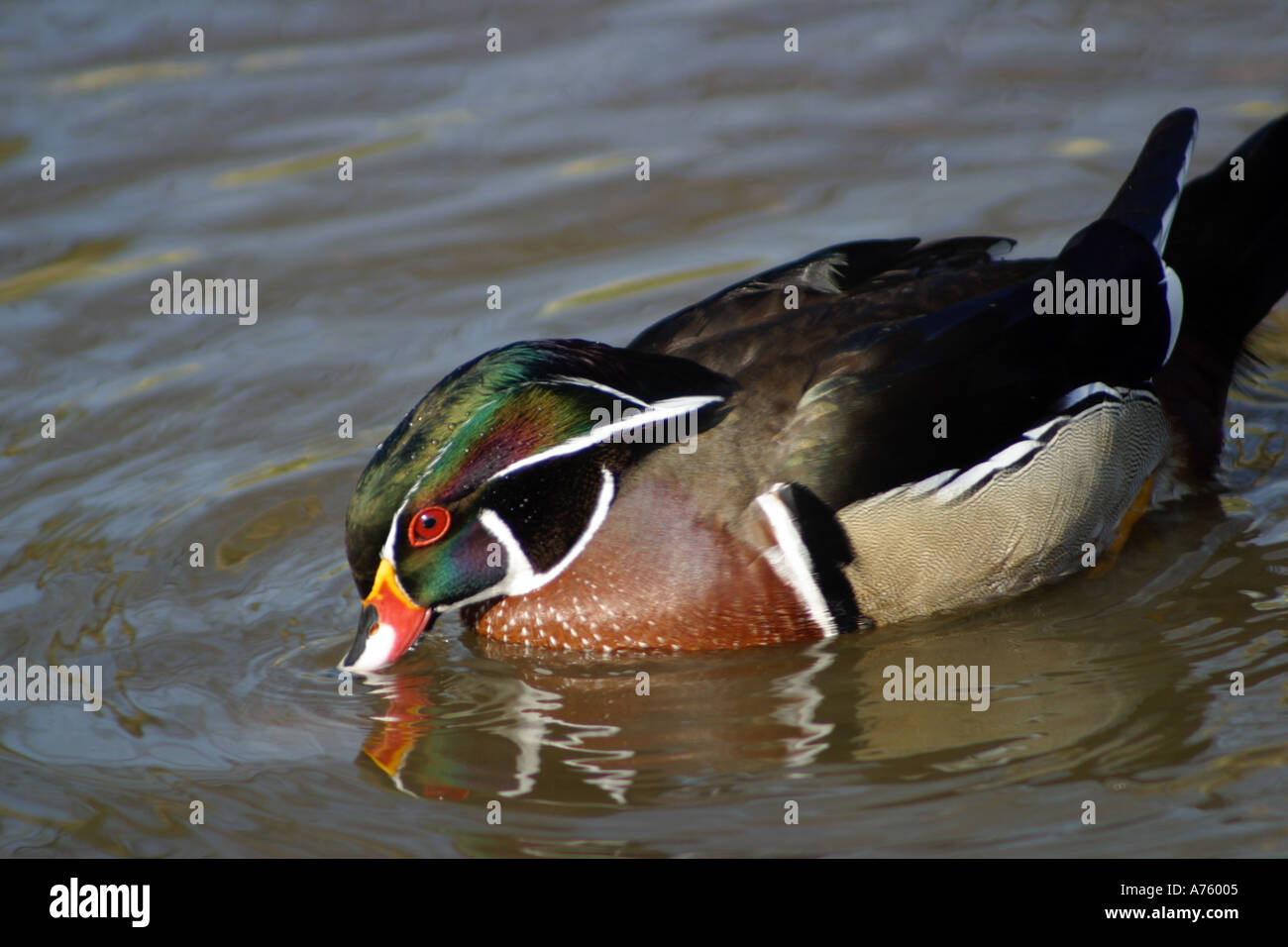 Aix sponsa duck ducks wildfowl hi-res stock photography and images - Alamy
